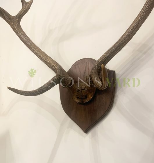 Vintage antlers on Oak mount