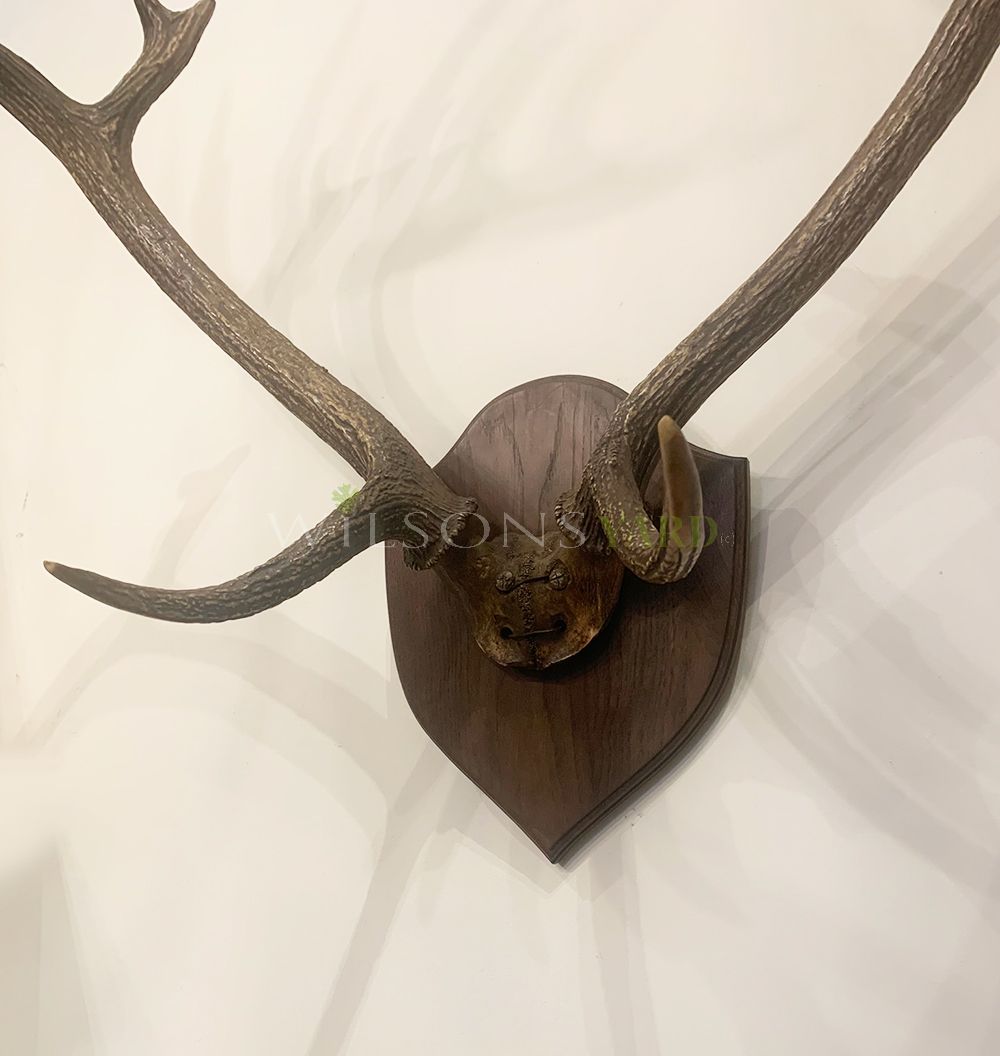 Vintage antlers on Oak mount