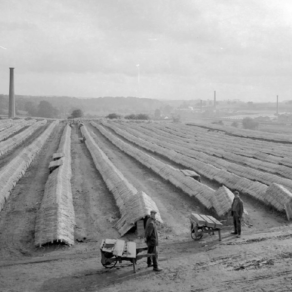 Reclaimed Bricks for Sale | Antique Brick | Wilsons Yard